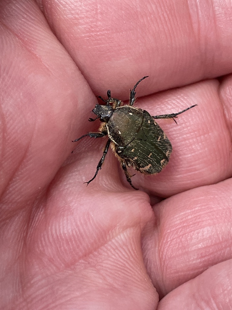 Blue Flower Chafer from Kamariyahigashi 4-Chōme, Kanazawa, Yokohama ...