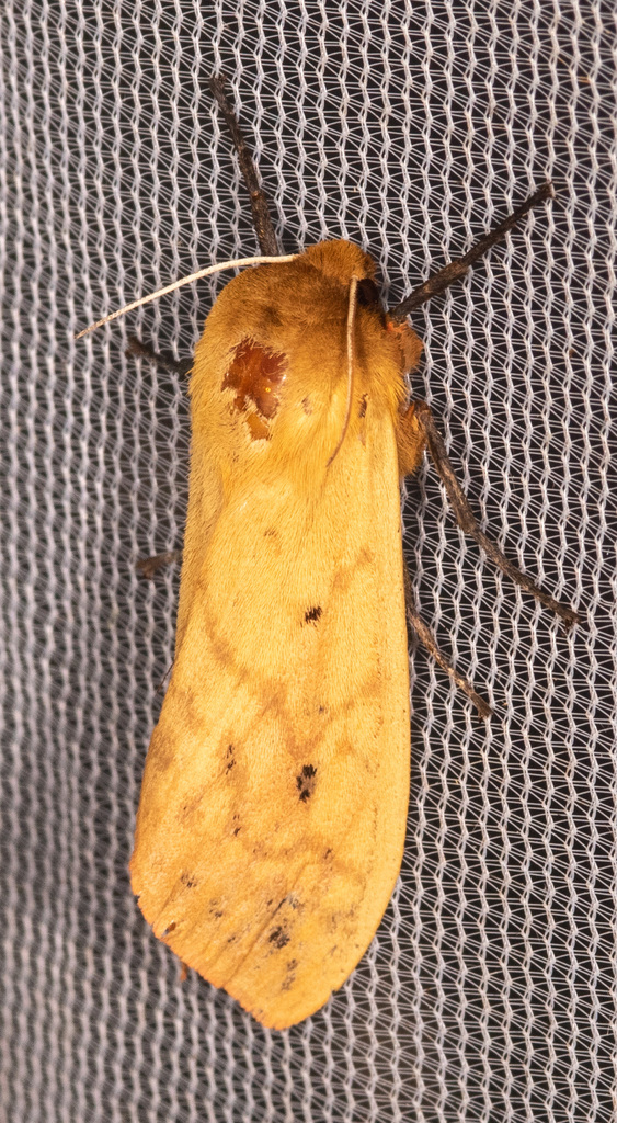 Isabella Tiger Moth from Washington County, MD, USA on June 10, 2022 at ...