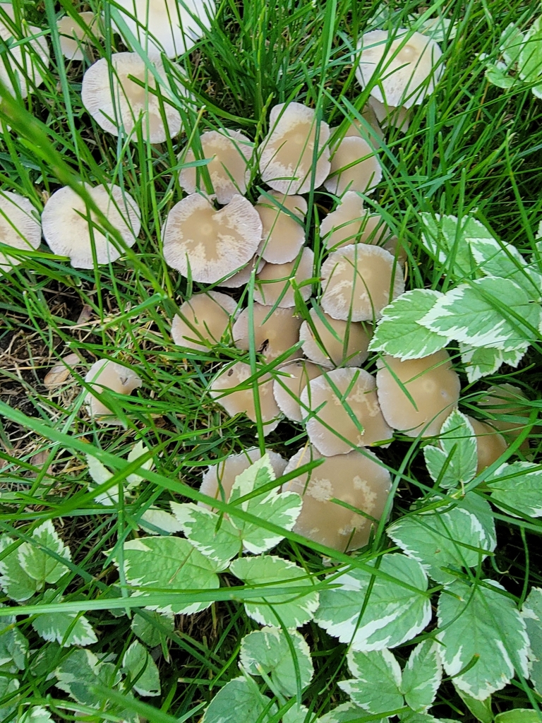 Pale Brittlestem from Dalton Gardens, ID 83815, USA on June 11, 2022 at ...