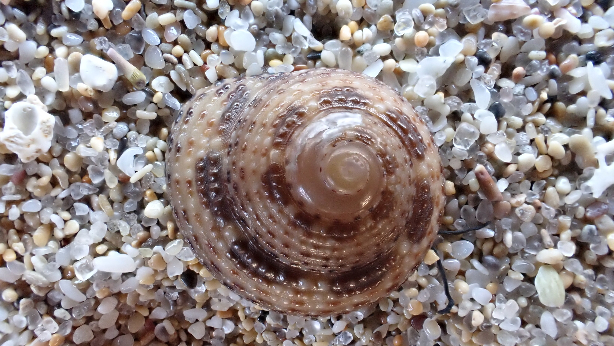 Clanculus maxillatus (Menke, 1843)