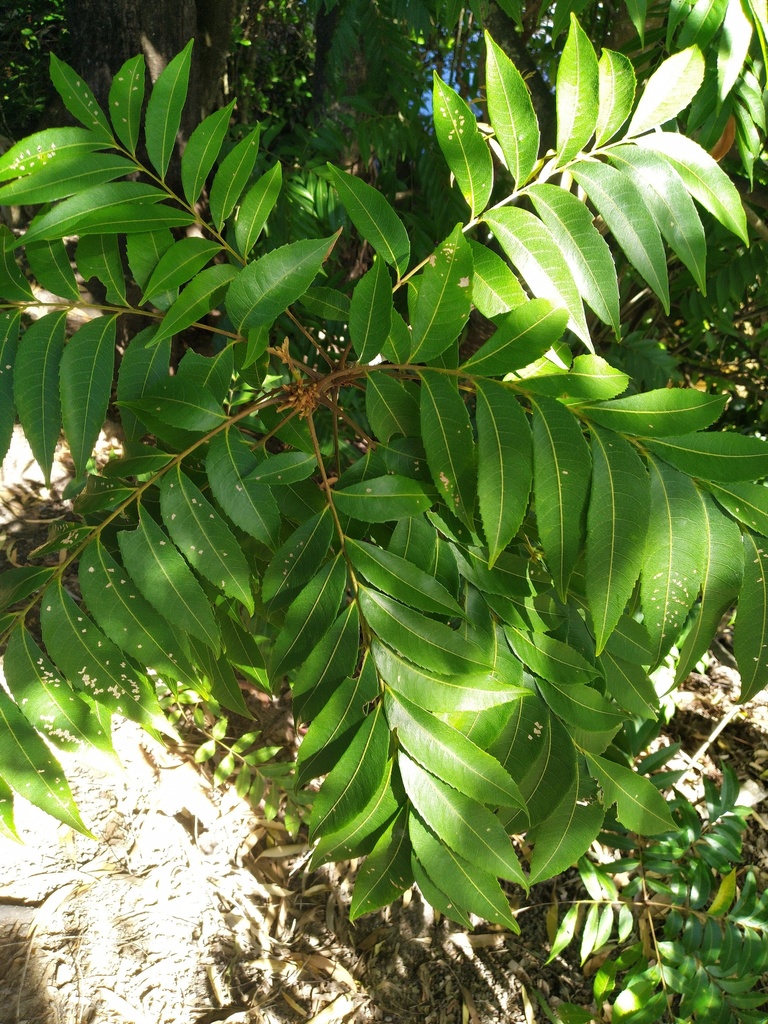 Fern Top (Logan RE 12.5.2a Flora) · iNaturalist