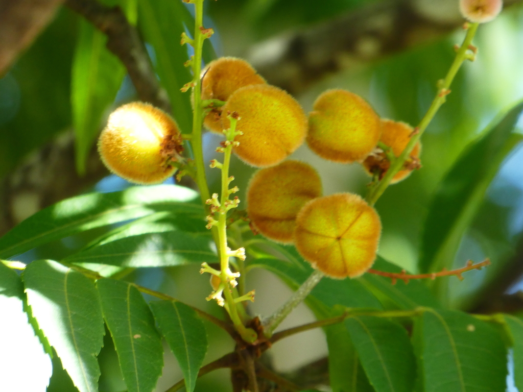 Fern Top (Jagera pseudorhus) - Botanical Realm