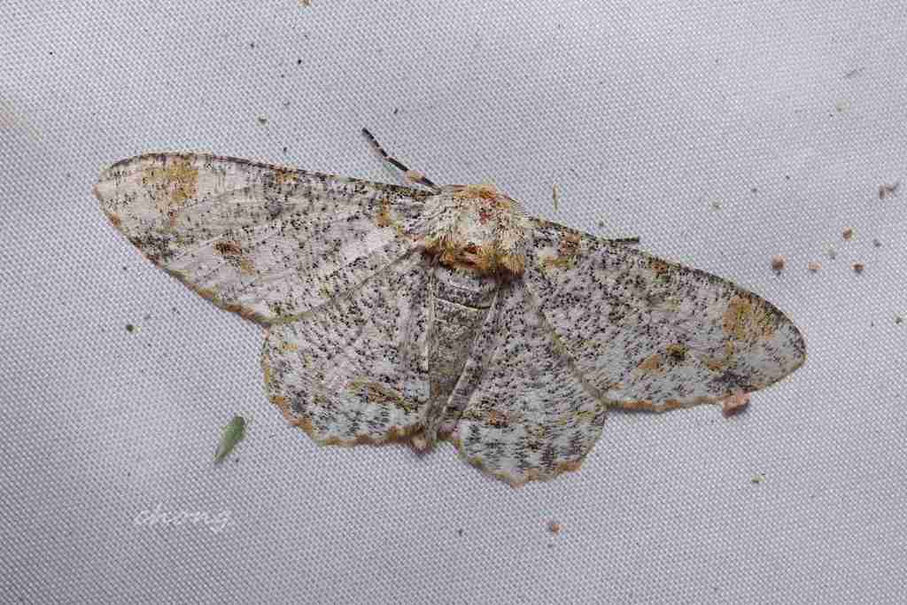 tea looper from 中国南京市江宁区孔山 邮政编码: 211133 on May 23, 2022 at 10:14 PM by ...