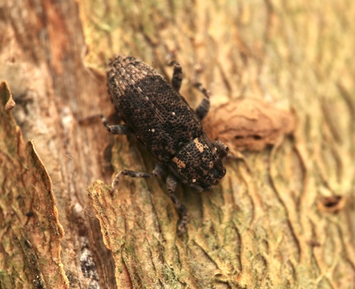 Sybra fervida · iNaturalist