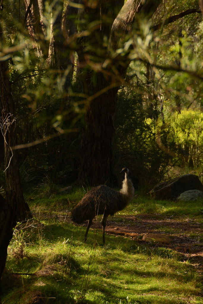 Emu from Ulan NSW 2850, Australia on June 7, 2022 at 10:21 AM by Nature ...