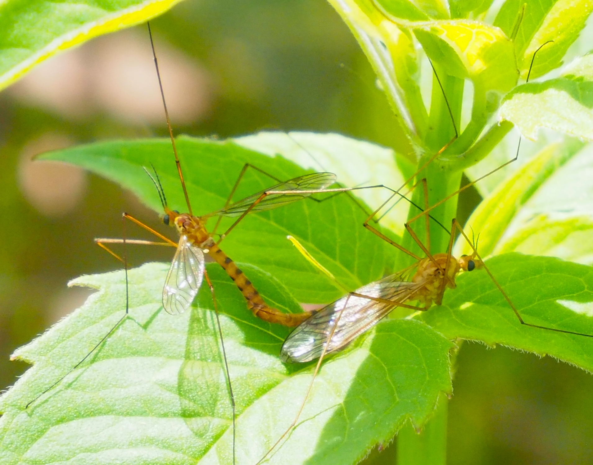 Nephrotoma ferruginea (Fabricius, 1805)