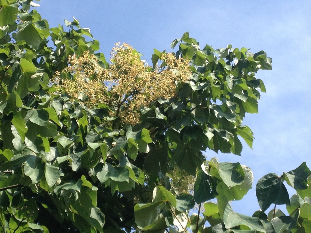Chinese parasol tree (Firmiana simplex) - Botanical Realm