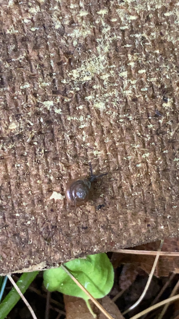 Quick Gloss Snail from Archer Rd, Windsor, CT, US on June 11, 2022 at ...