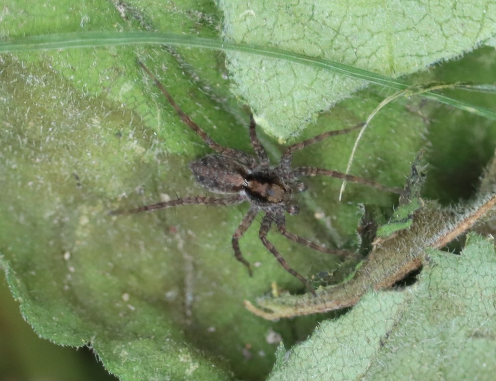 Thin-legged Wolf Spiders from Chicago, IL 60640, USA on June 09, 2022 ...