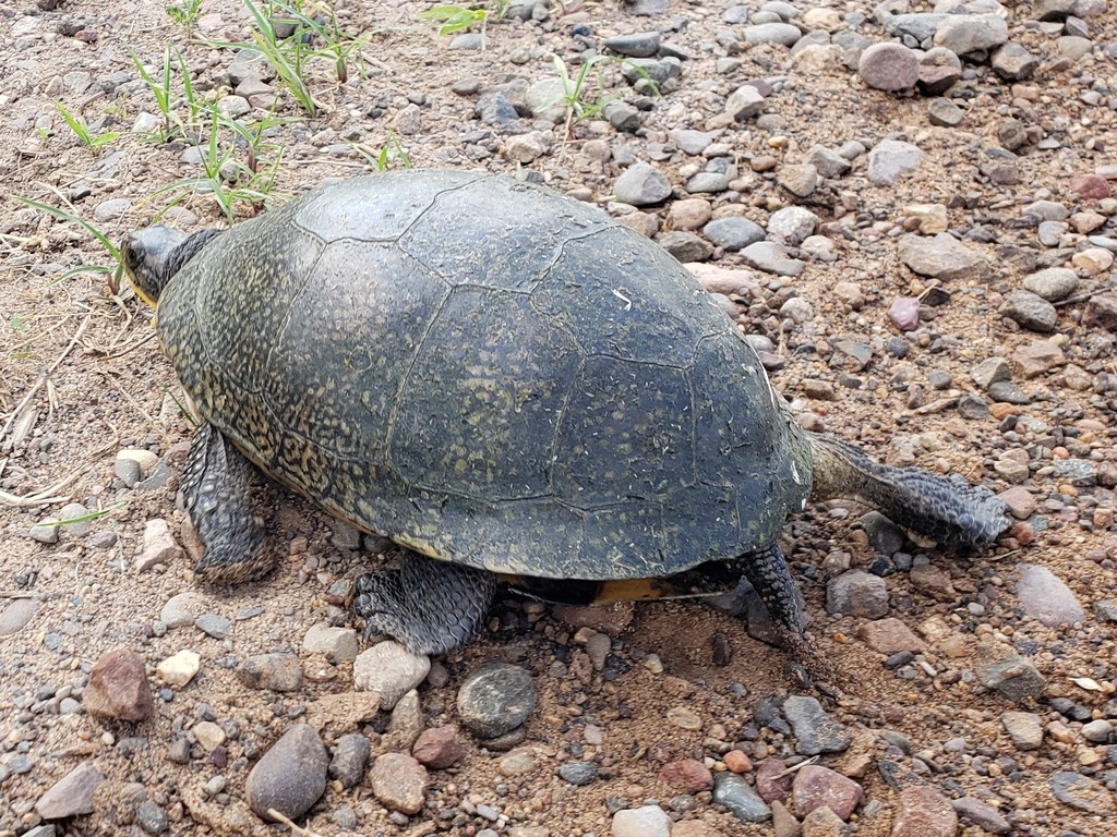 Blanding's Turtle in June 2022 by Greg Seitz · iNaturalist