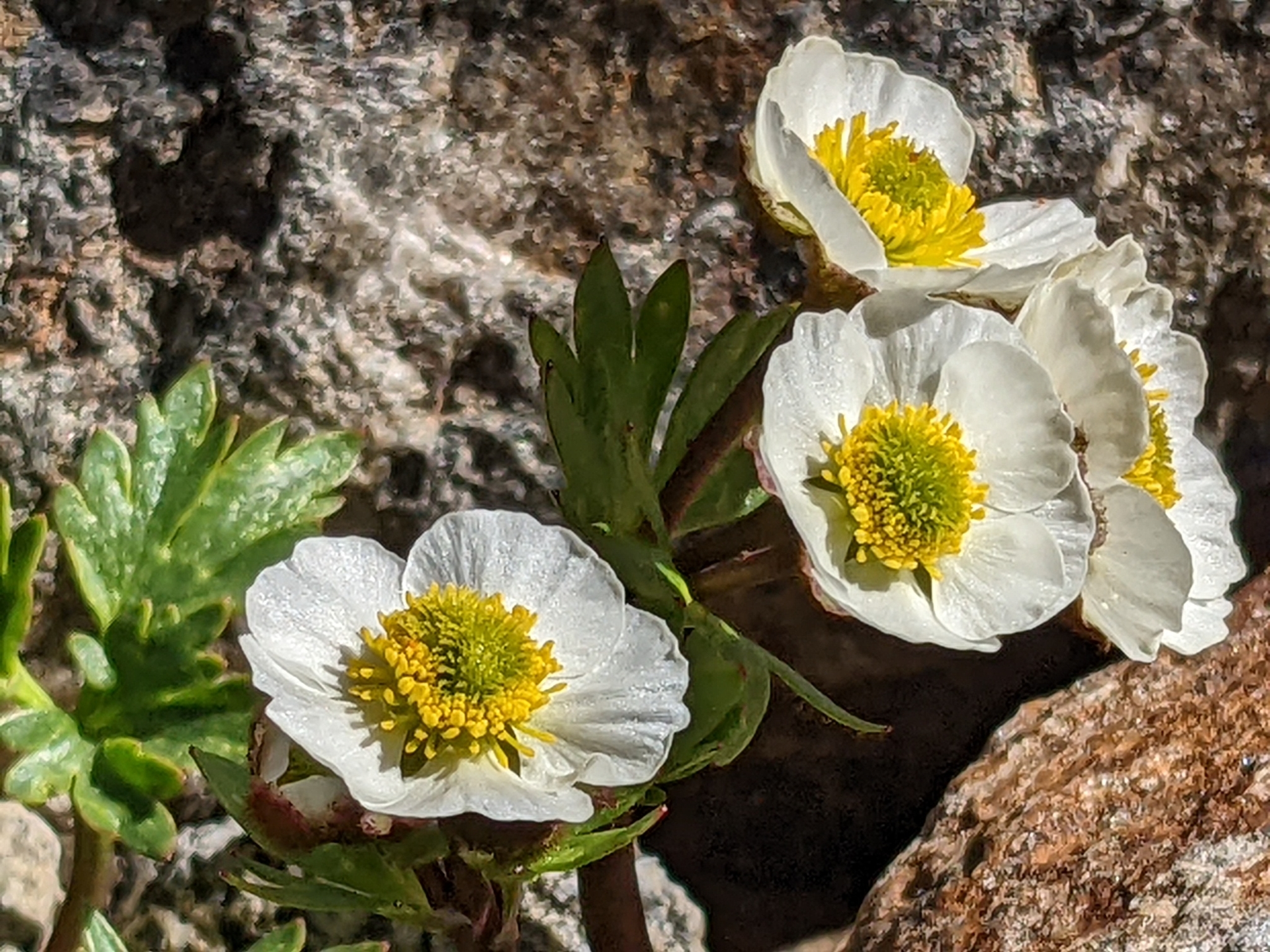 Ranunculus glacialis L.