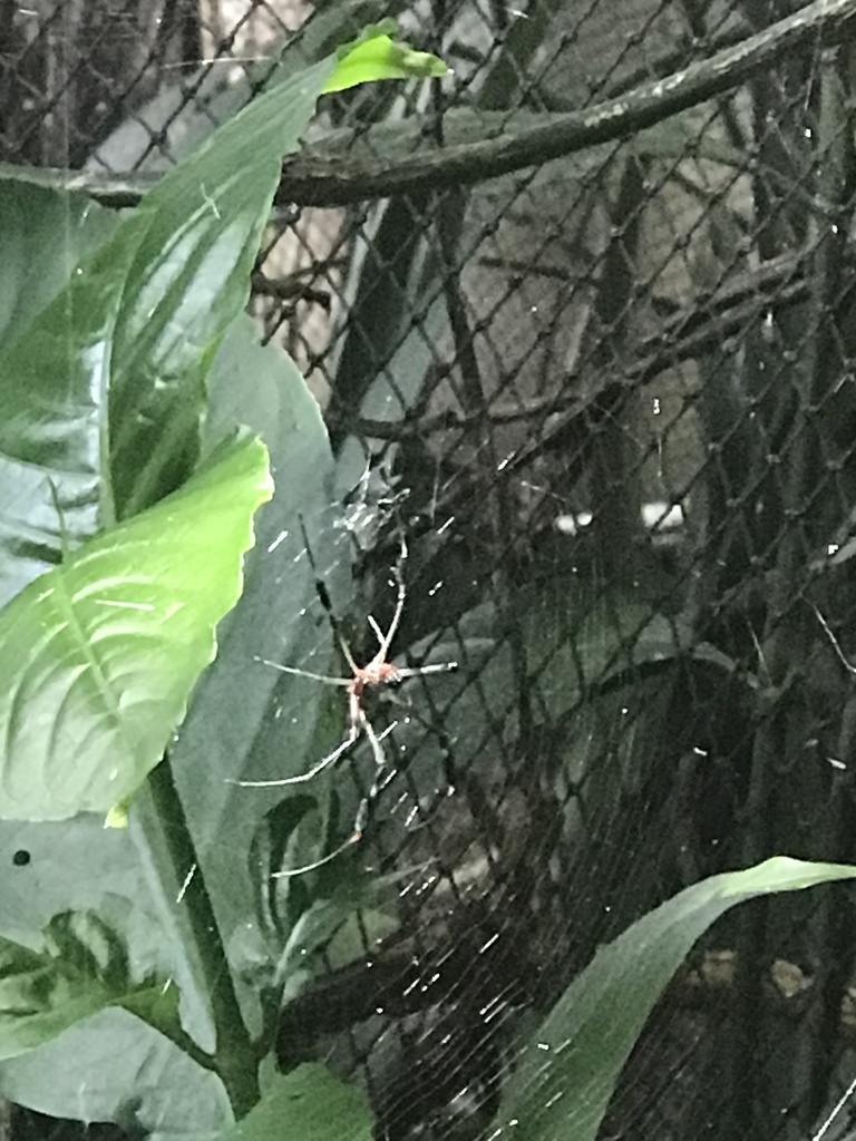 Golden Silk Spider from Refugio animal de Costa Rica, San Jose, San ...