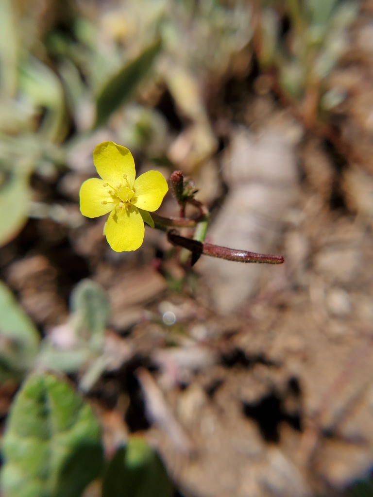Yosemite evening-primrose in June 2022 by Peggy. Stamen length = style ...