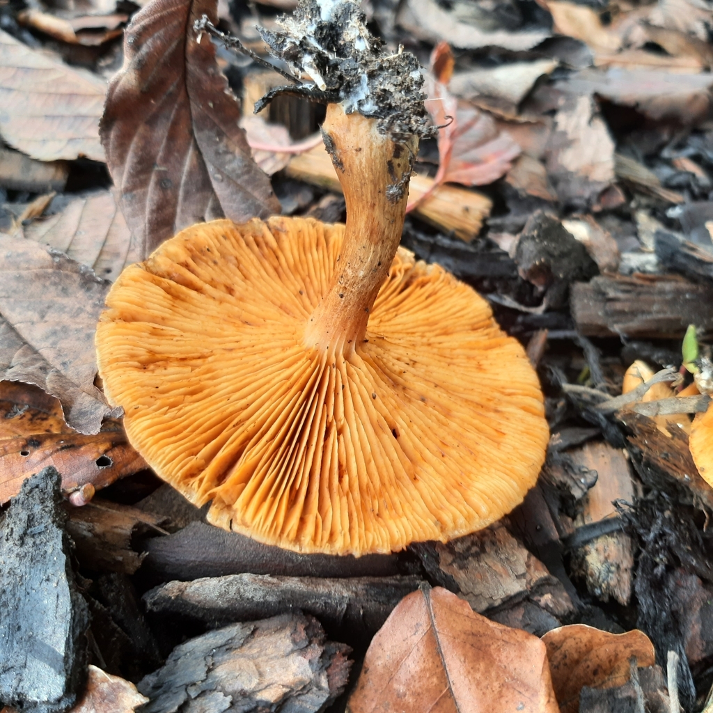 Scaly Rustgill in June 2022 by Sam Haultain · iNaturalist