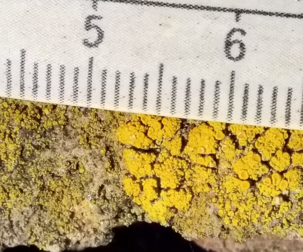 Common Sunburst Lichen from New Plymouth District, Taranaki, New ...