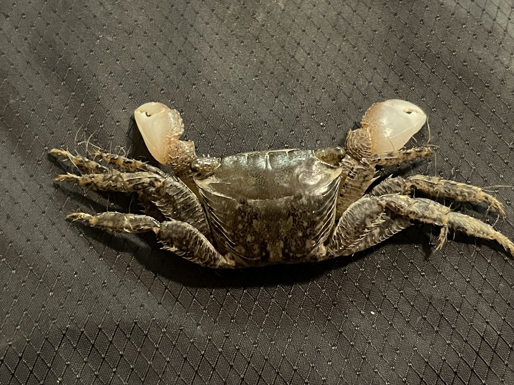 Purple Climber Crab from Bowen St, Burketown, QLD, AU on June 12, 2022 ...