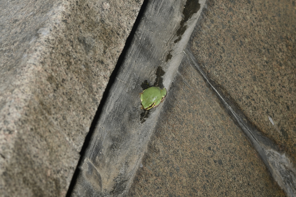 Common Chinese Tree Frog from 杭州花圃 on June 11, 2022 at 07:23 PM by ...