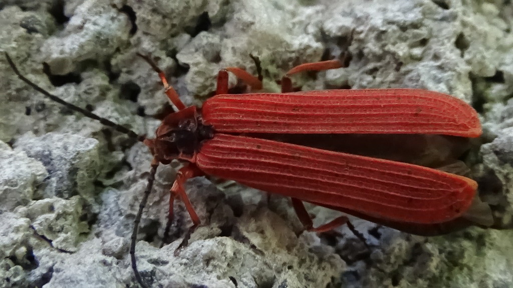 Red Net-winged Beetle from Sechelt, BC, Canada on June 11, 2022 at 05: ...