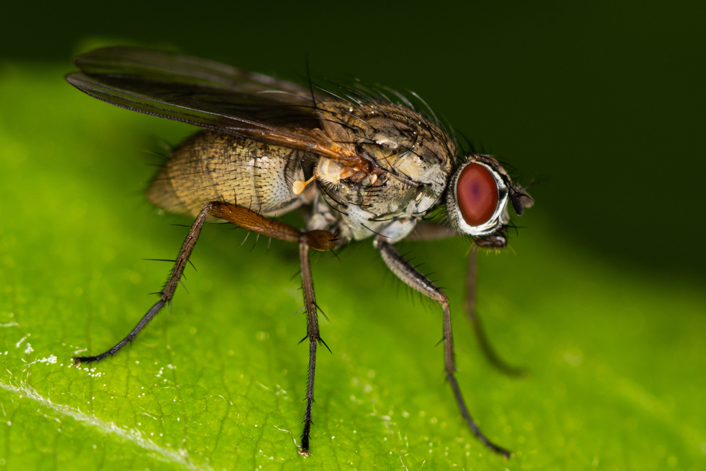 Root-maggot Flies from Московская обл., Россия on June 12, 2022 at 04: ...
