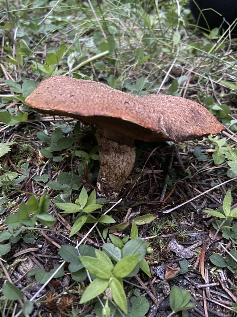Slippery Jacks from Payette National Forest, Yellow Pine, ID, US on ...