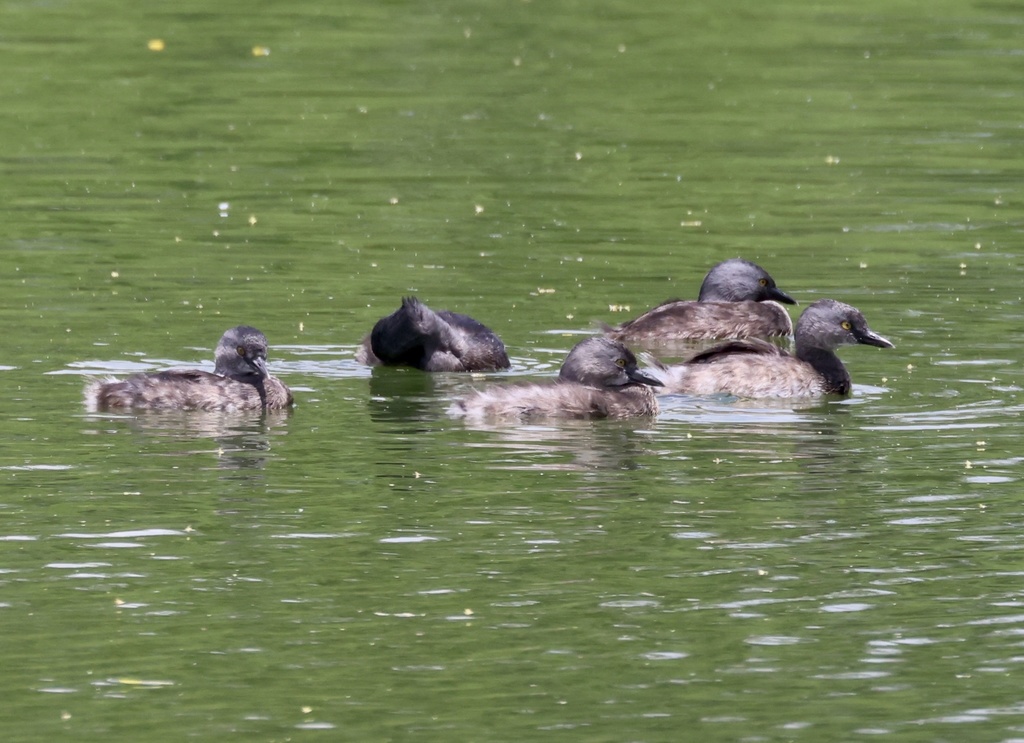 Least Grebe from E Sprague St, Edinburg, TX, US on April 29, 2022 at 03 ...