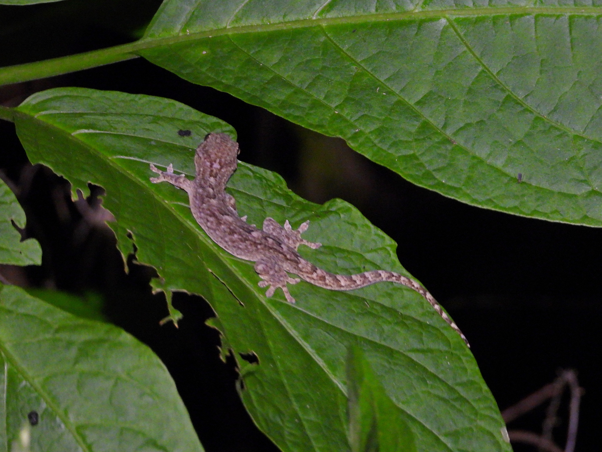 Gekko hokouensis Pope, 1928