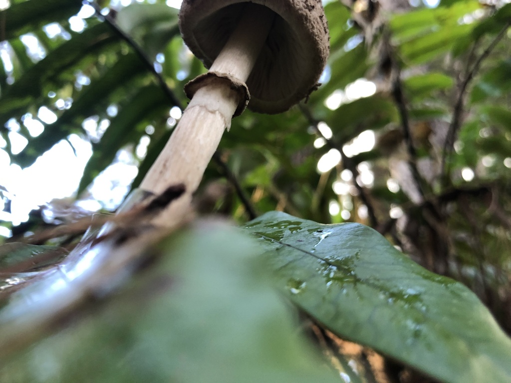 Graceful Parasol from Matipo Park, Brunswick, Manawatu-Wanganui, NZ on ...