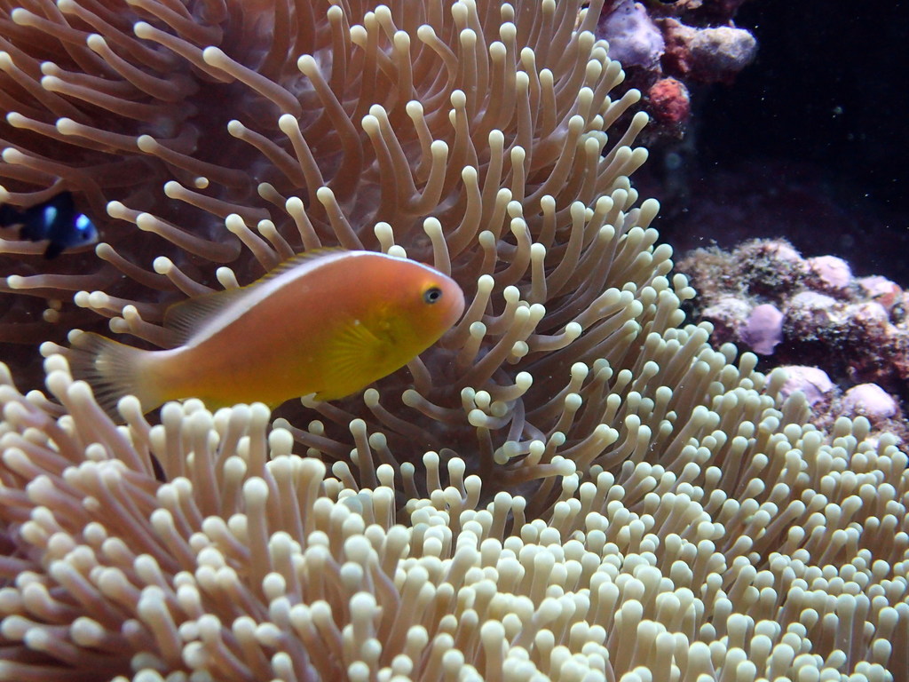Pacific Anemonefish (Amphiprion pacificus) - Marine Life Identification