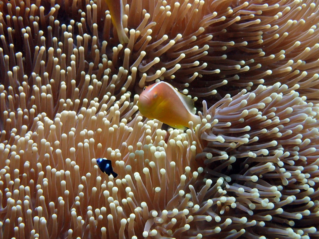 Pacific Anemonefish (Amphiprion pacificus) - Marine Life Identification