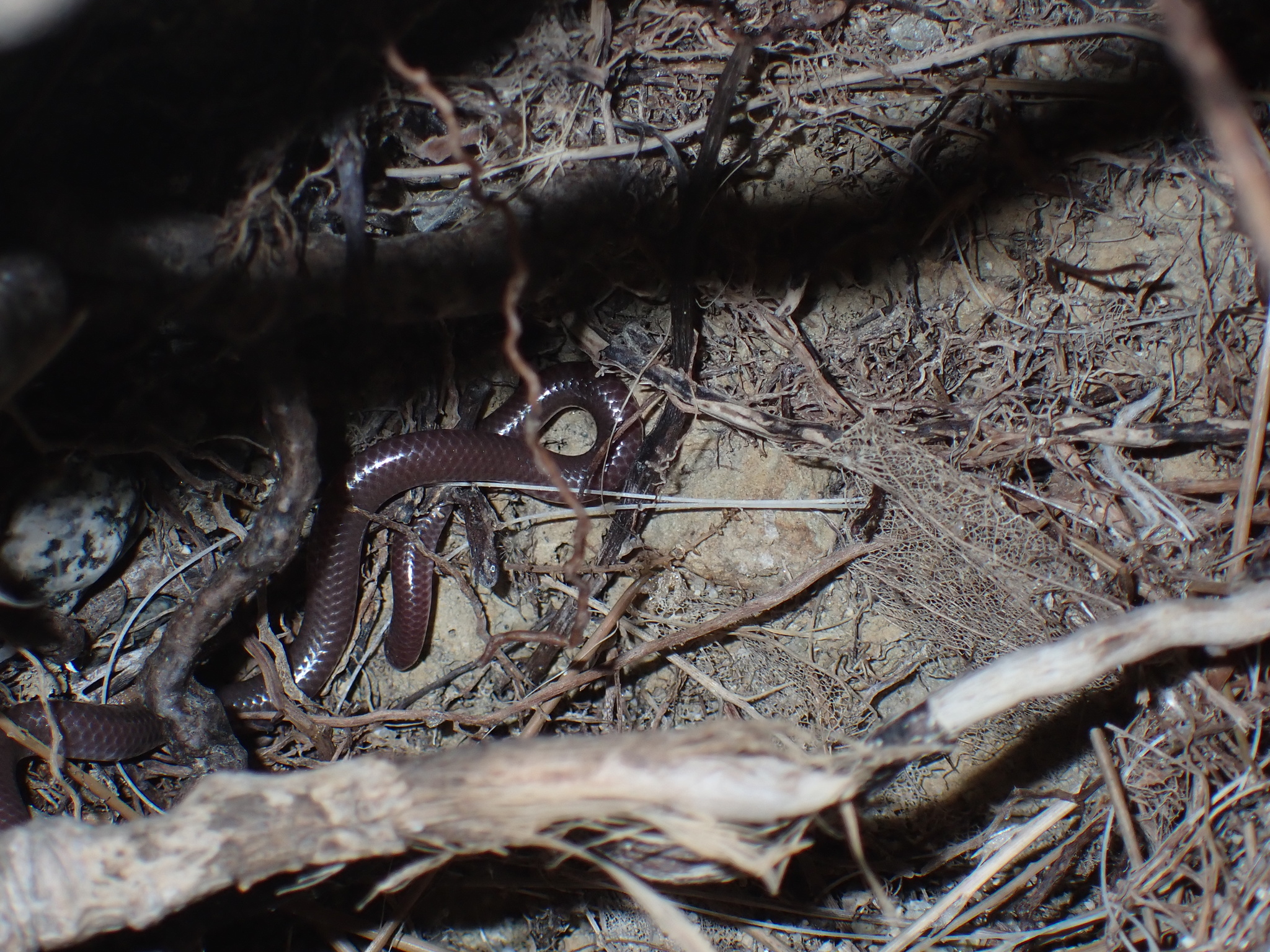 Rena humilis humilis