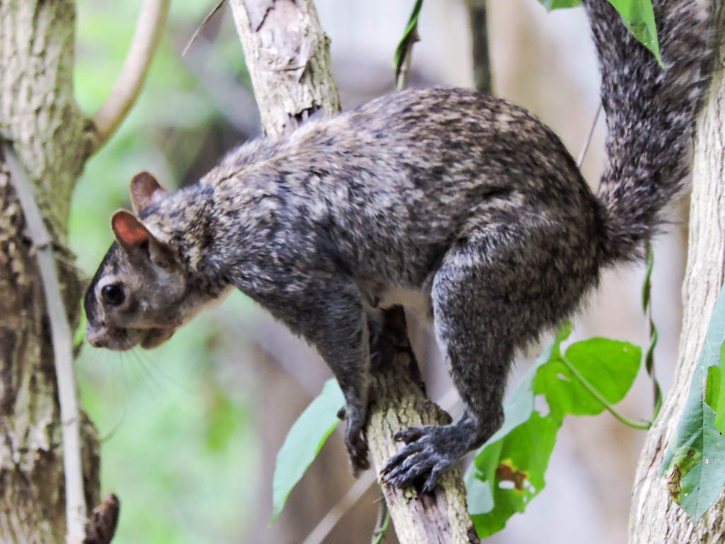 Collie's Squirrel (Sciurus colliaei) - Know Your Mammals