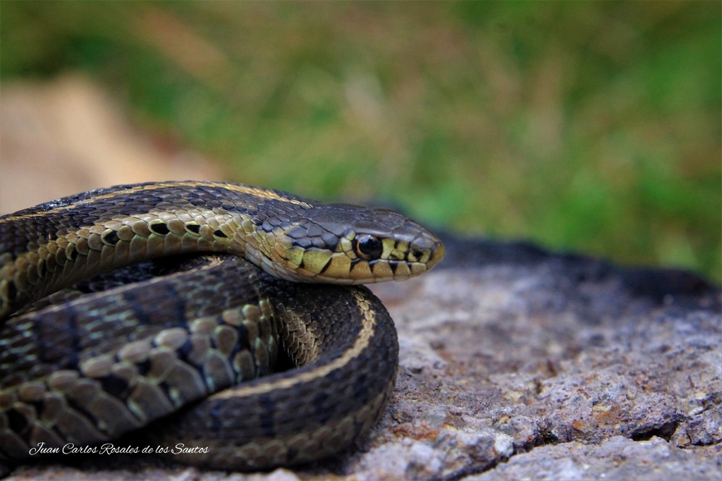 Longtail Alpine Garter Snake from Nevado de Toluca on June 11, 2022 by ...