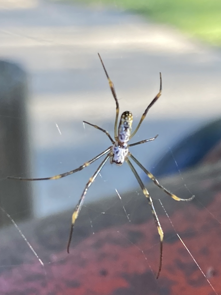Tiger Spider in June 2022 by flynnmattner · iNaturalist
