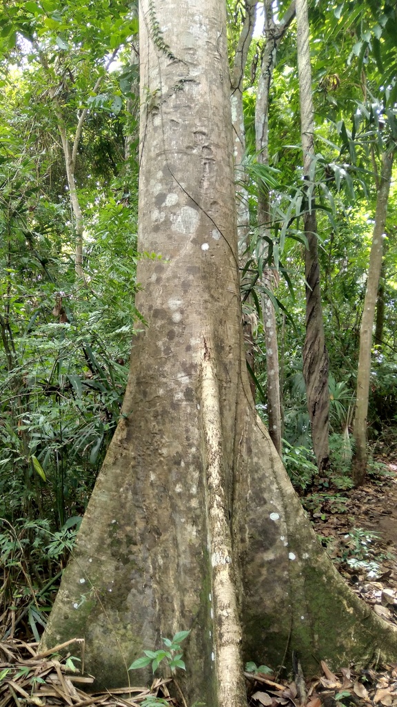 Panama tree from Arraiján, PA-PO, PA on June 11, 2022 by Richard Guerra ...