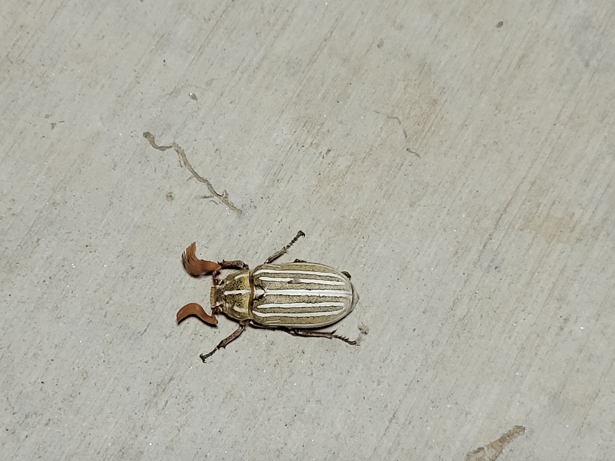 Polyphylla decemlineata (Say, 1824)