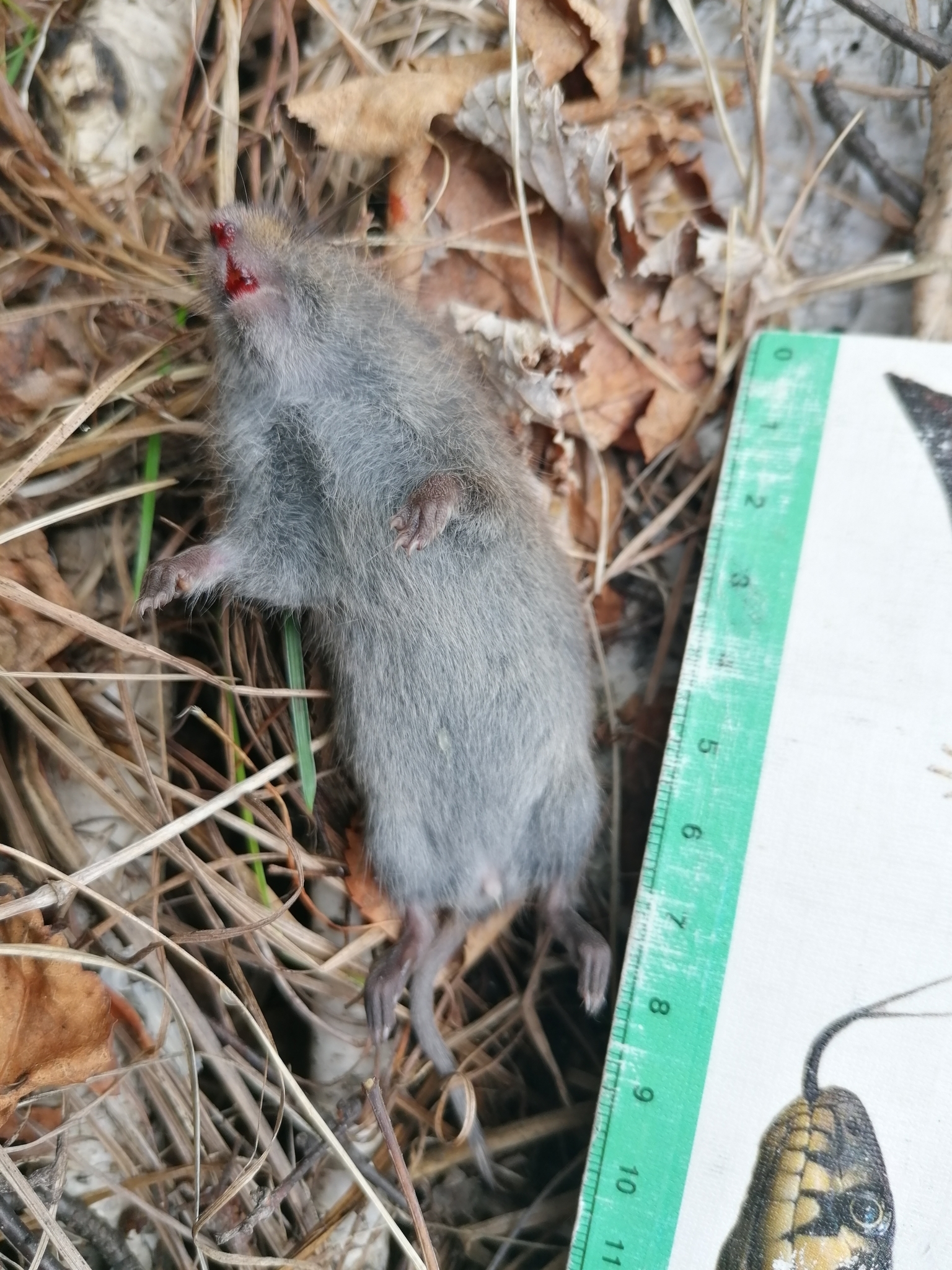 Microtus maximowiczii (Schrenk, 1859)