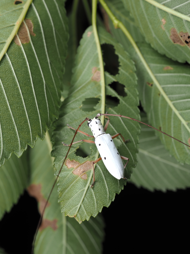 Olenecamptus from 中國北京市海淀區鷲峰 邮政编码: 100095 on June 6, 2022 at 11:13 PM ...