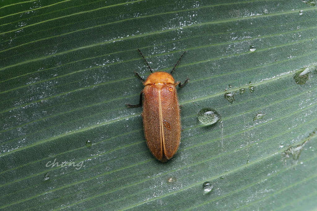 Aquatica leii from 中国江苏省南京市溧水区J228+RFW 邮政编码: 211219 on June 4, 2022 at 07:28 PM by 虫虫 · iNaturalist