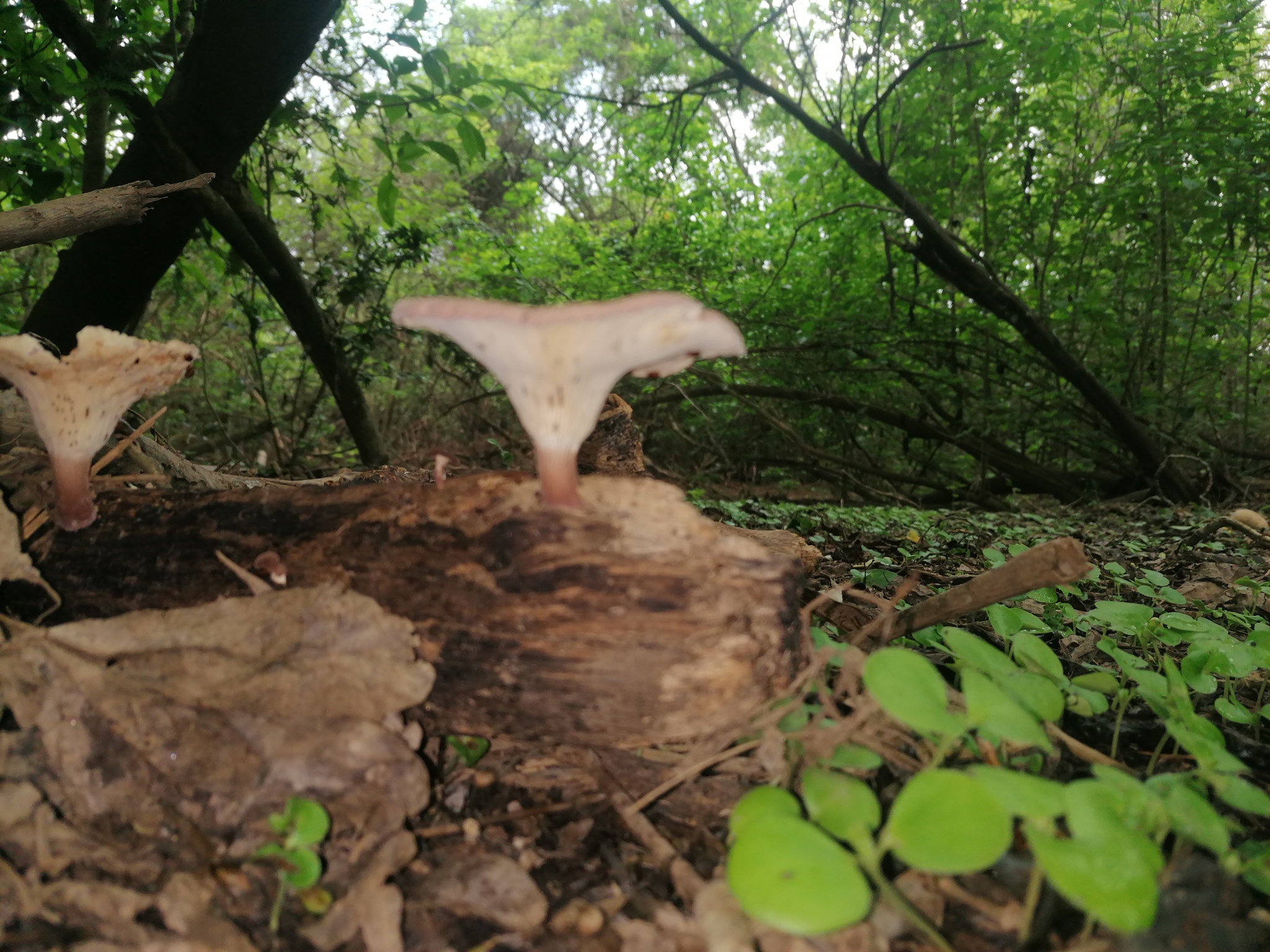 Panus strigellus (Berk.) Overh.