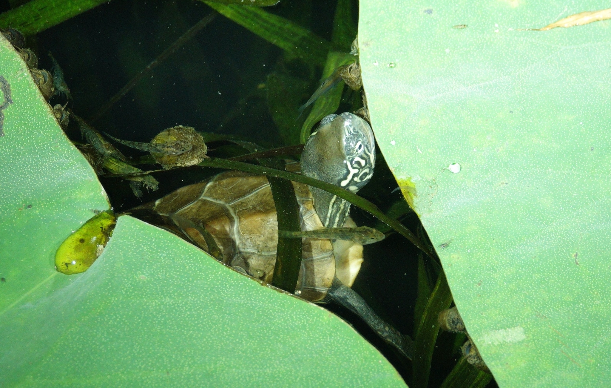 Mauremys reevesii (Gray, 1831)