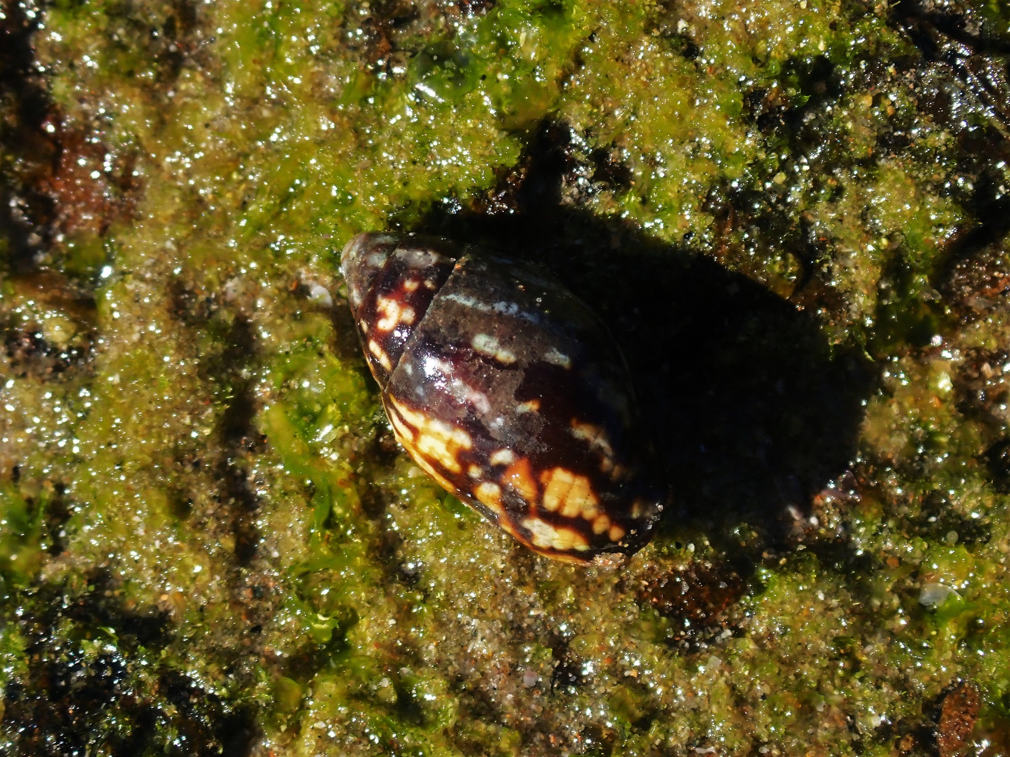 Strigatella litterata (Lamarck, 1811)