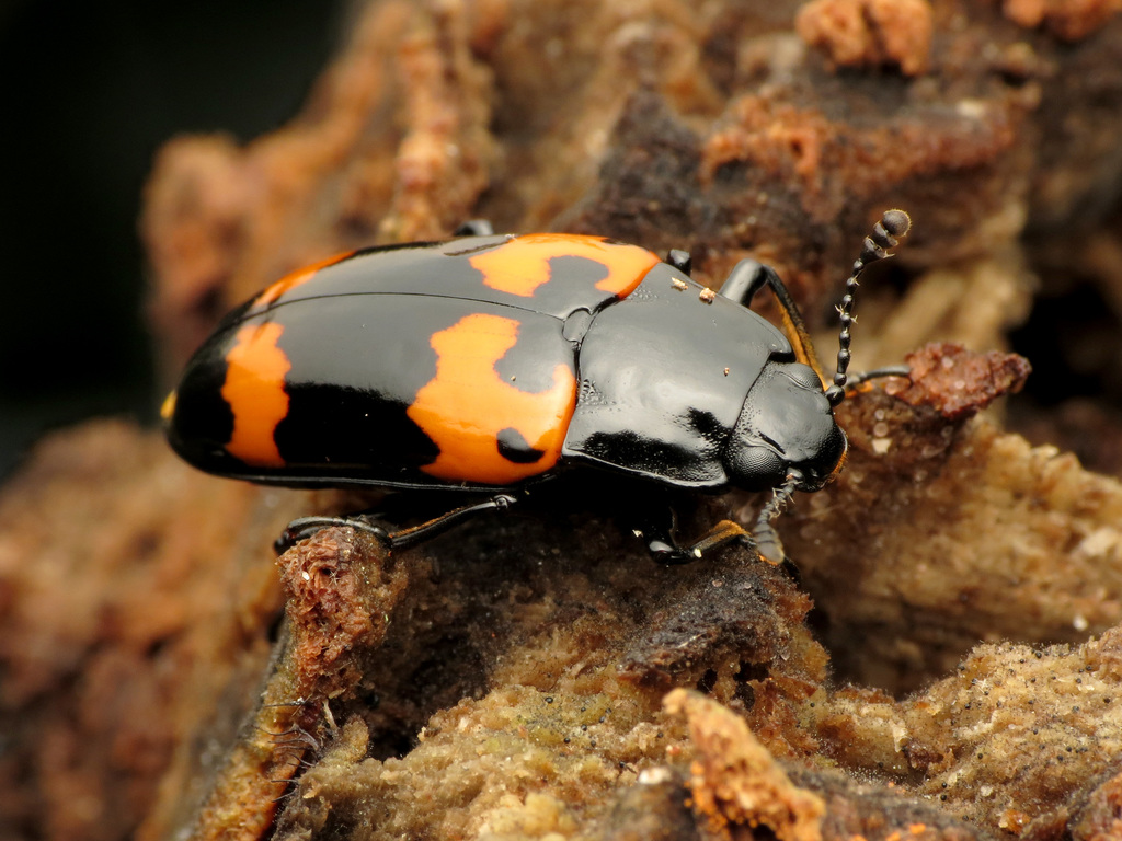 Pleasing Fungus Beetle from Washington, District of Columbia, United ...