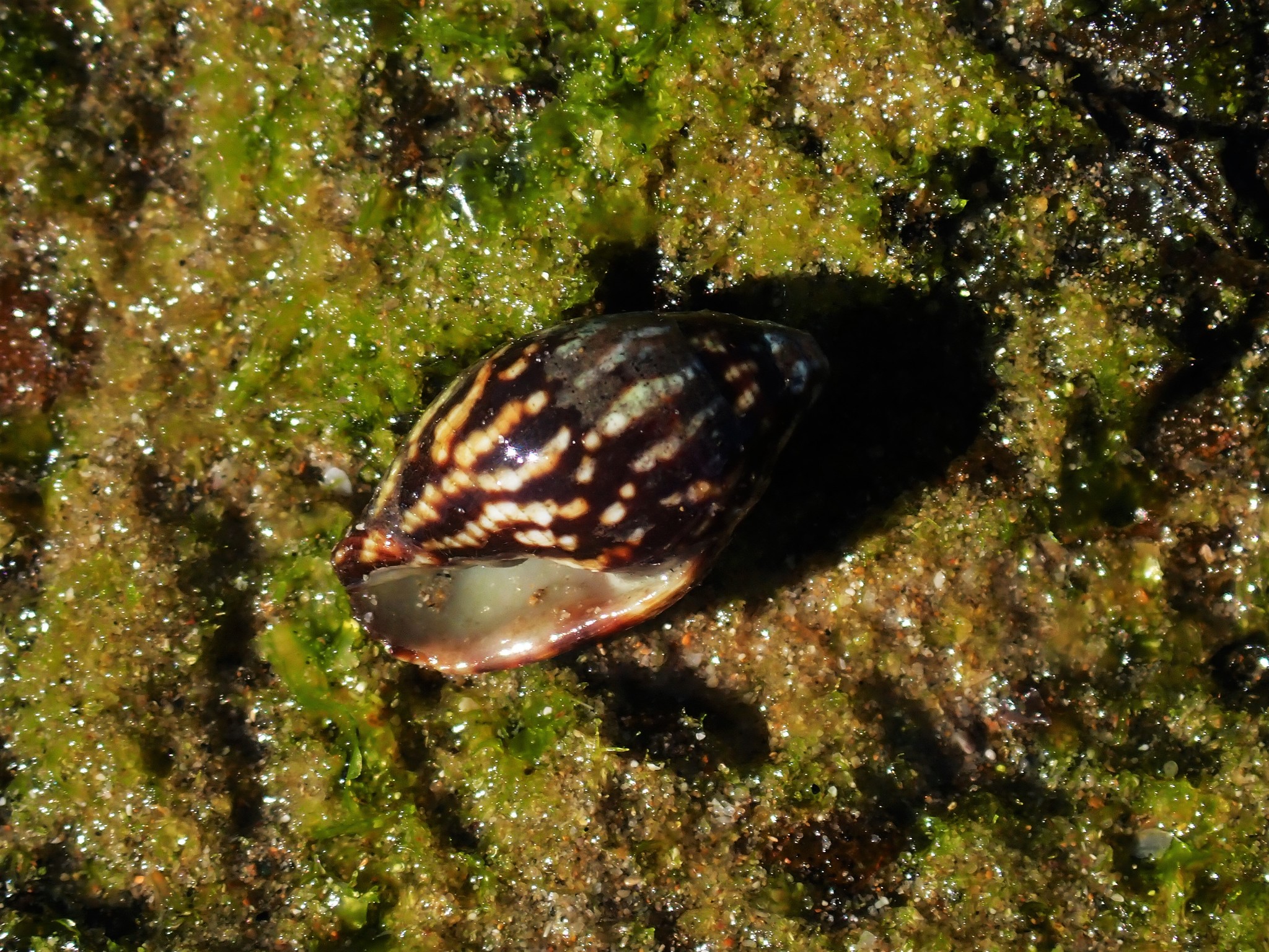 Strigatella litterata (Lamarck, 1811)