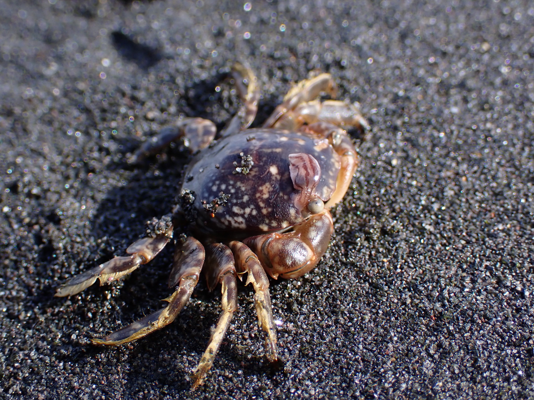 Conchoderma virgatum Spengler, 1789