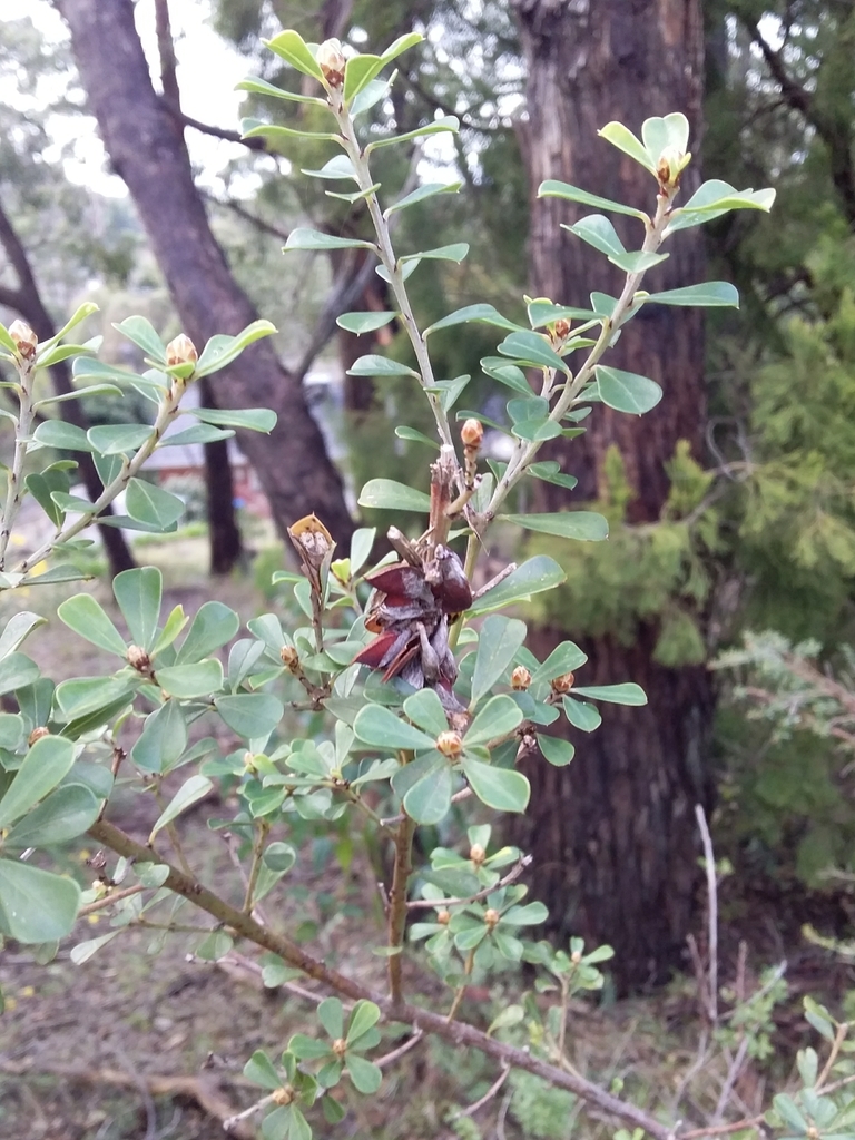 Large-leaf Bush Pea from Crafers West SA 5152, Australia on June 12 ...