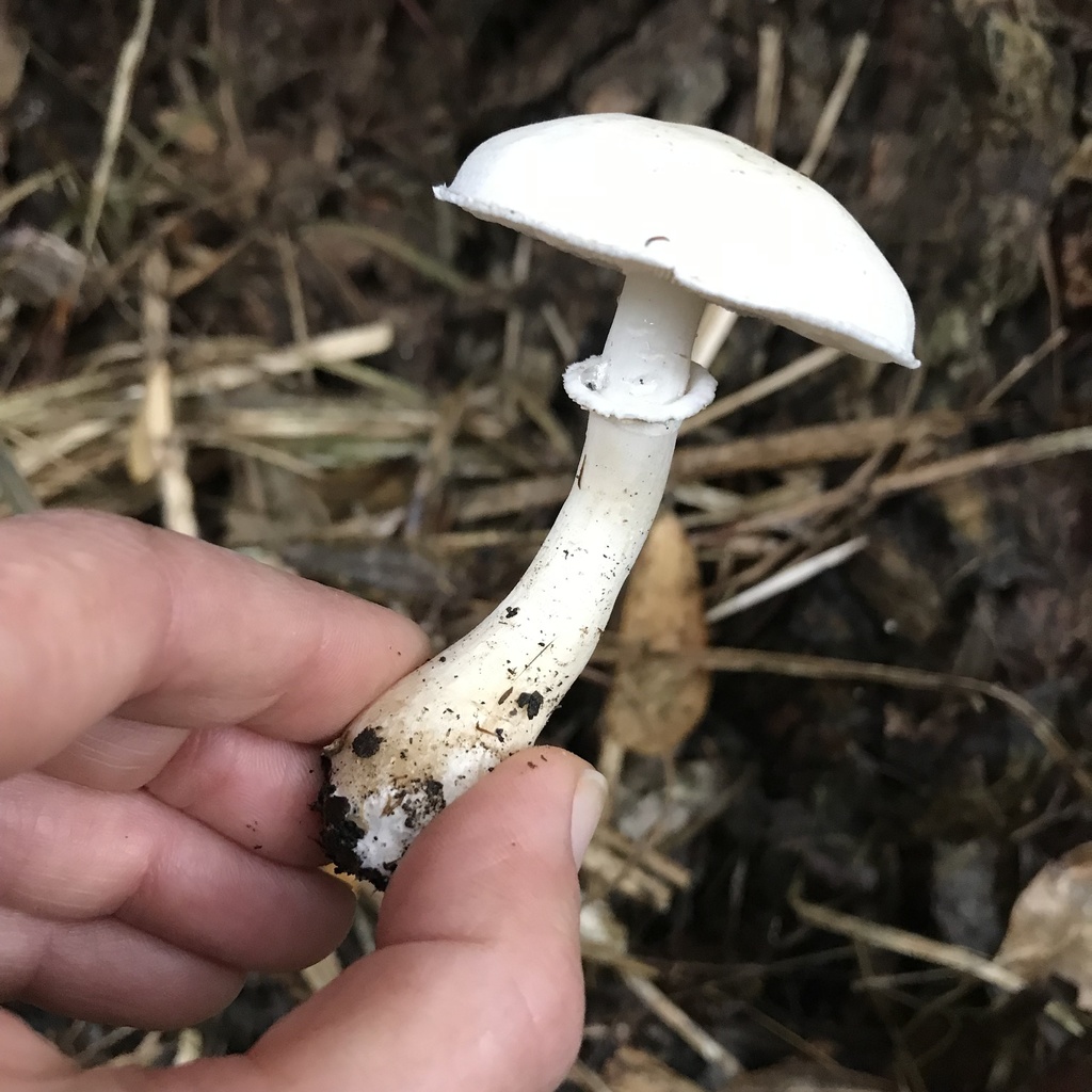 White Dapperling from North Piha Road, Piha, Auckland, NZ on June 12 ...