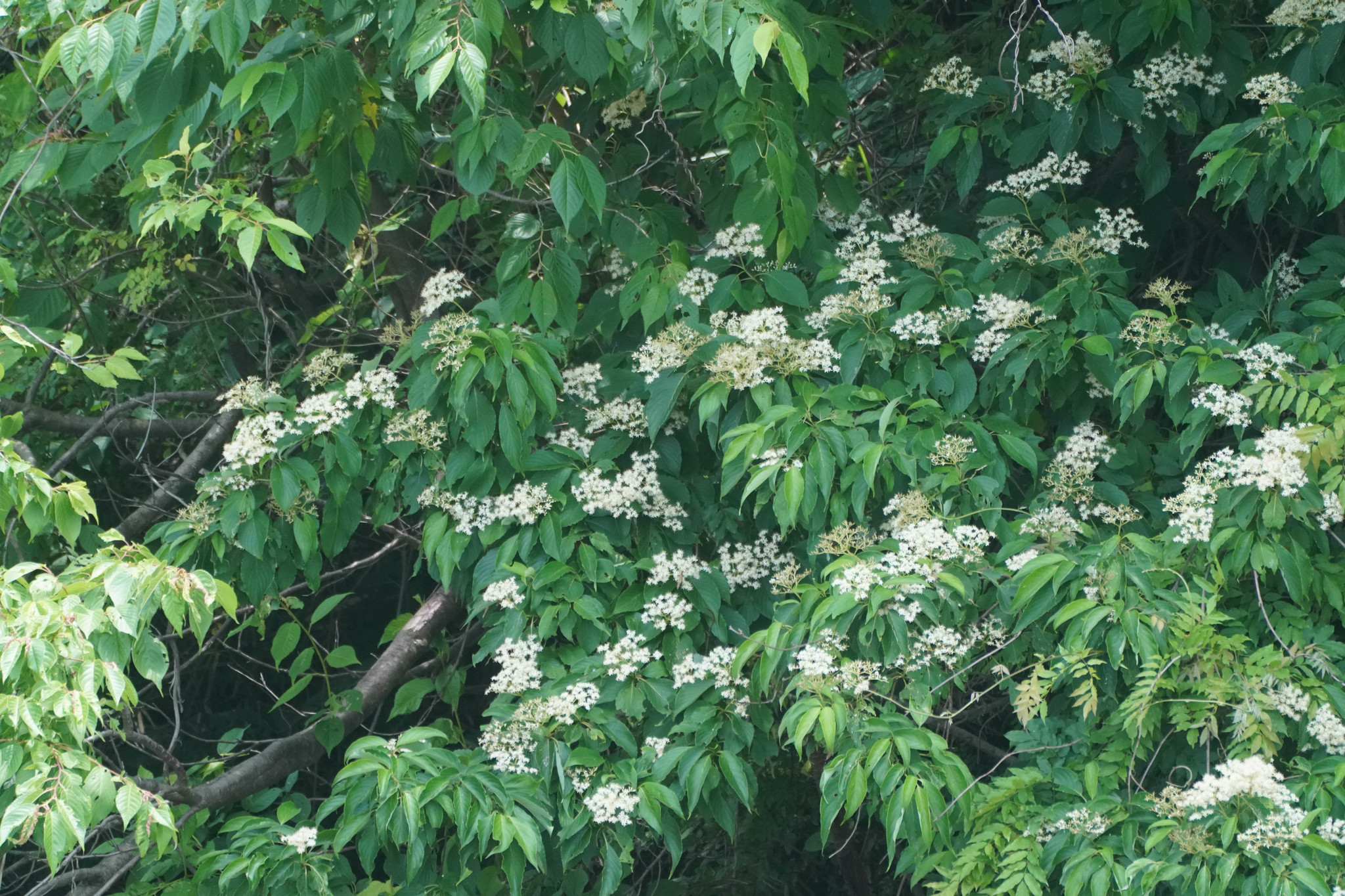 Cornus macrophylla Wall.
