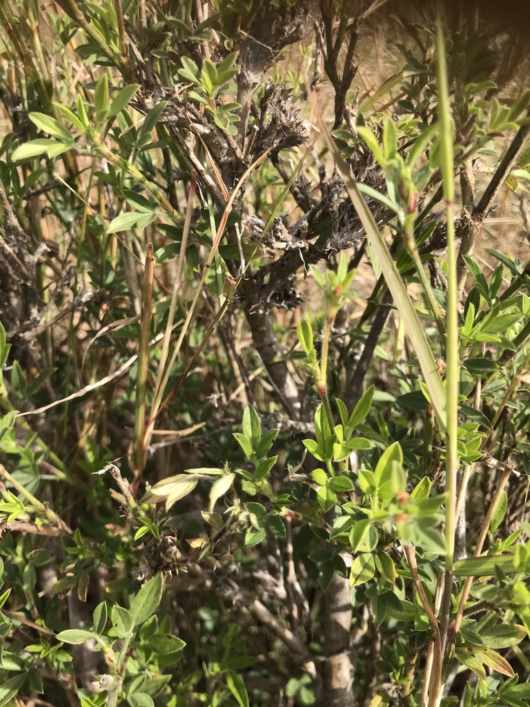 Stylosanthes scabra from Gigoomgan QLD 4620, Australia on June 12, 2022 ...