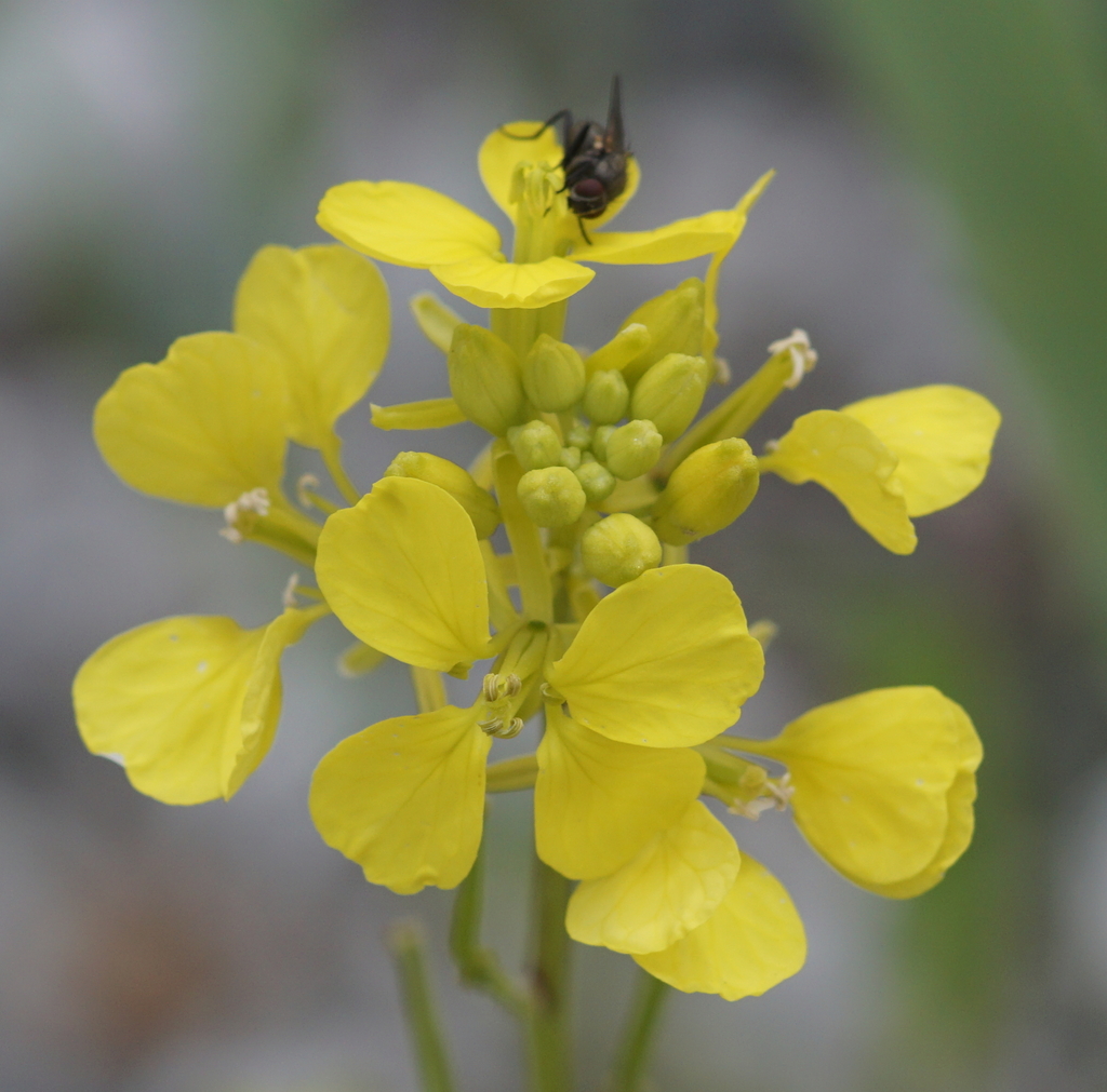 charlock (Mutarda arvensis) - Botanical Realm