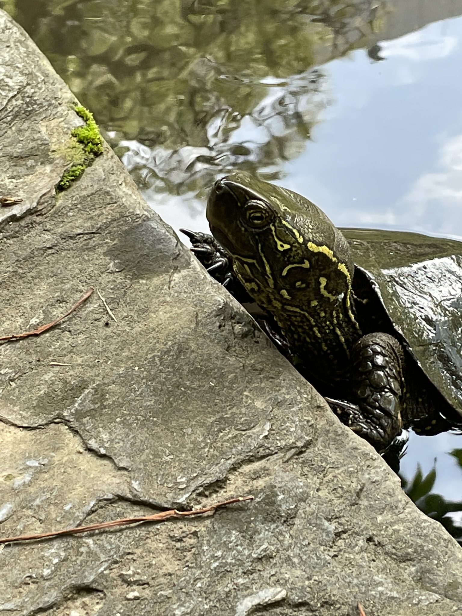Mauremys reevesii (Gray, 1831)